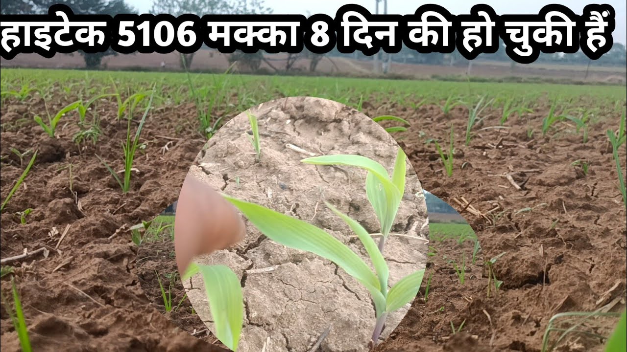 हाइटेक 5106 मक्का 8 दिन होगई| हाईटेक 5106 मक्का, hi-tech 5106 makka ki ...