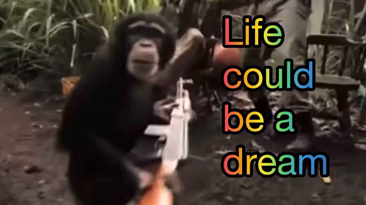 Life could be a dream: monkey edition #dankmemes #monkey #funny - YouTube