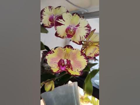 Мики КРОУН и его Аналог #фаленопсис #орхидея - YouTube