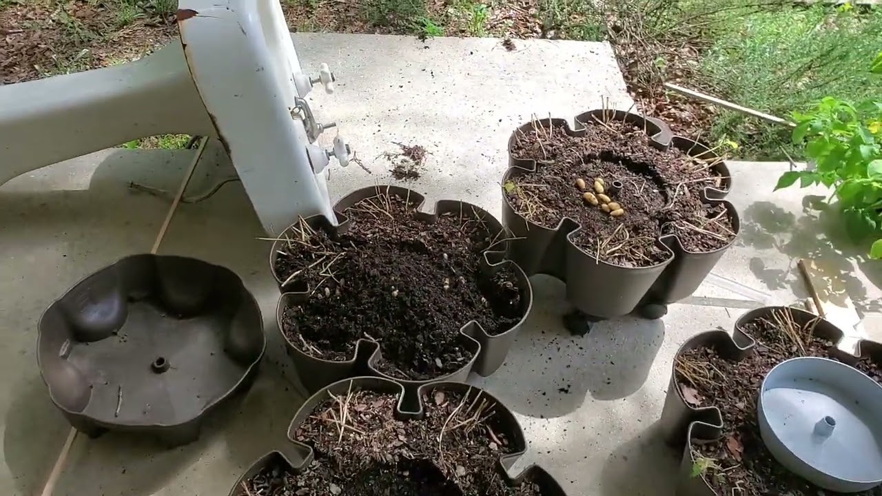 Can I Grow Potatoes in a Green Stalk Planter? - YouTube