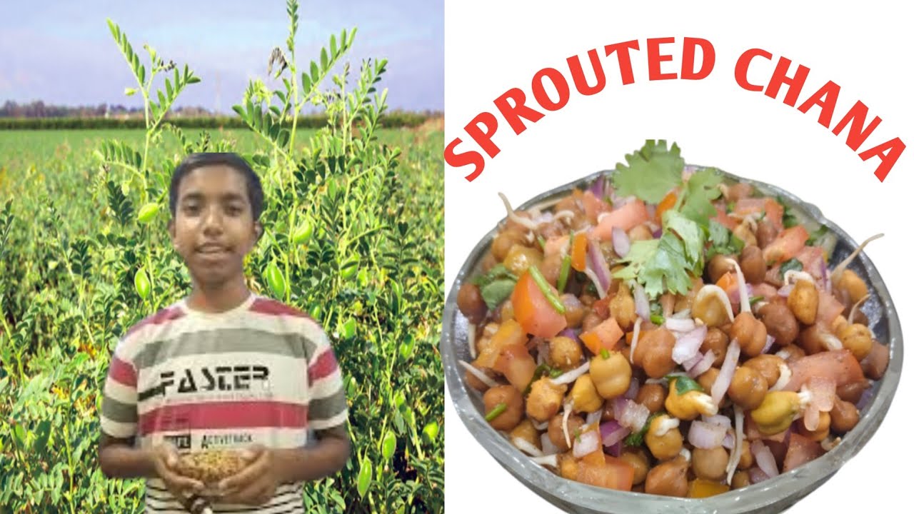 SPROUTED CHANA CHAT OR UBLA CHANA MASALA | Healthy RECIPE ...