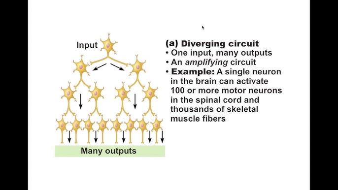 Types Of Neural Circuits