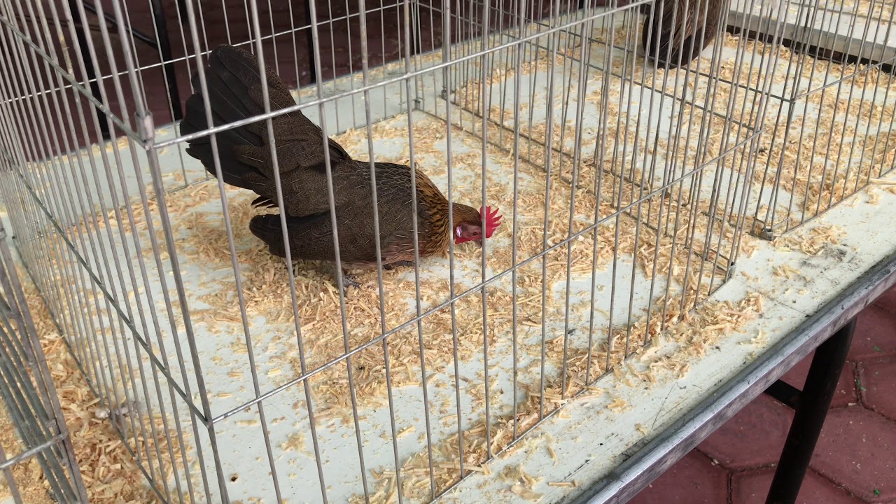 GALLINA RETINTA KIKIRIKI AZTECA MINIATURAExpo "yekas" 2019 Octubre 20 ...
