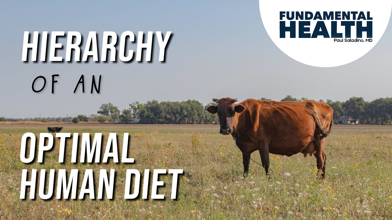 Hierarchy of an optimal human diet - YouTube