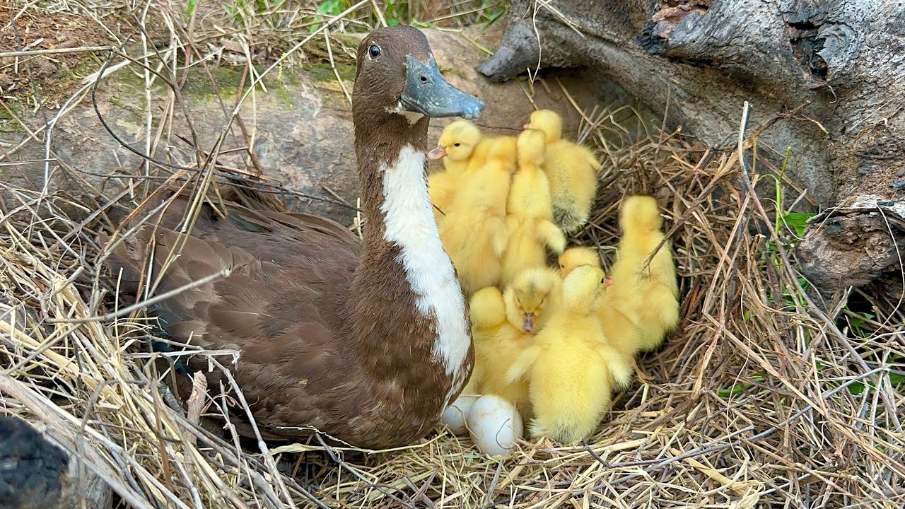 My Duck ! new ducklings hatching - YouTube
