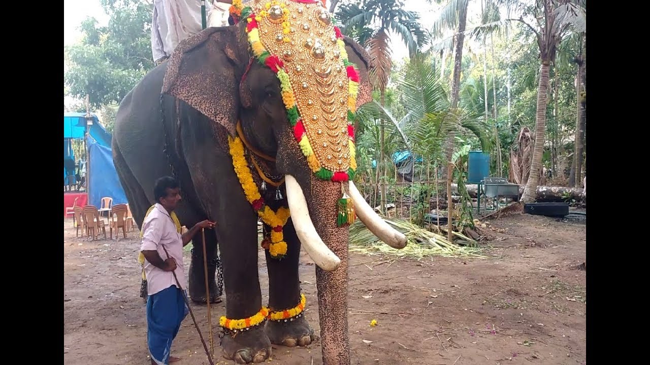 അരുണിമ പാർത്ഥസാരഥി | ARUNIMA PARTHASARATHY | PARTHAN - YouTube