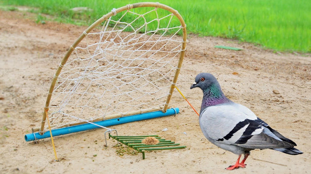 Best Quick Bird Trap Using Nets And Wood - How To Make Bird Trap ...