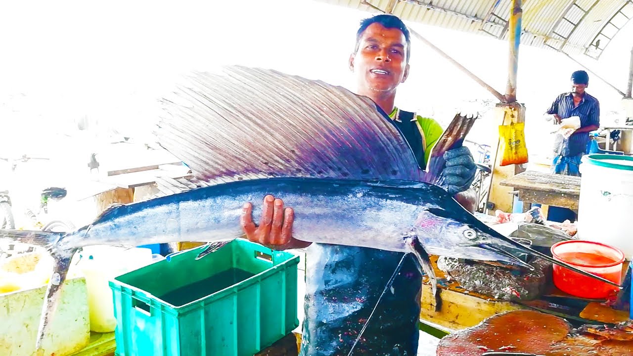Cutting Indo-Pacific Sailfish | Fish Cutting Skills - YouTube