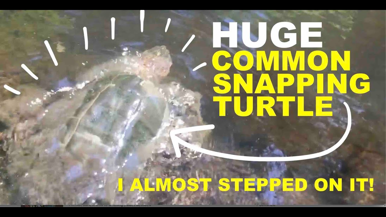 HUGE SNAPPING TURTLE while stream walking! Almost stepped on it! - YouTube