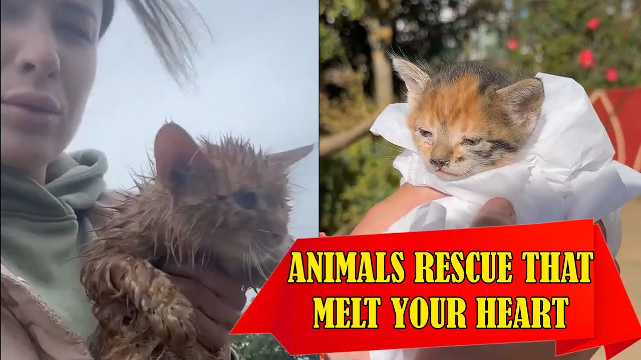 Best of Animal Rescue Moments - YouTube