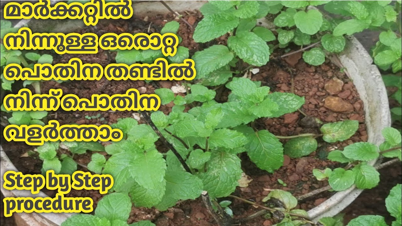 പൊതിനയില എങ്ങനെ എളുപ്പത്തില്‍ വളർത്താം, Step by Step procedure // How ...