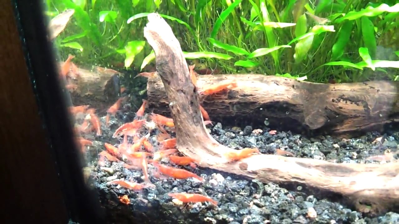 Red Cherry Shrimp Colony - 15G Aquarium - YouTube