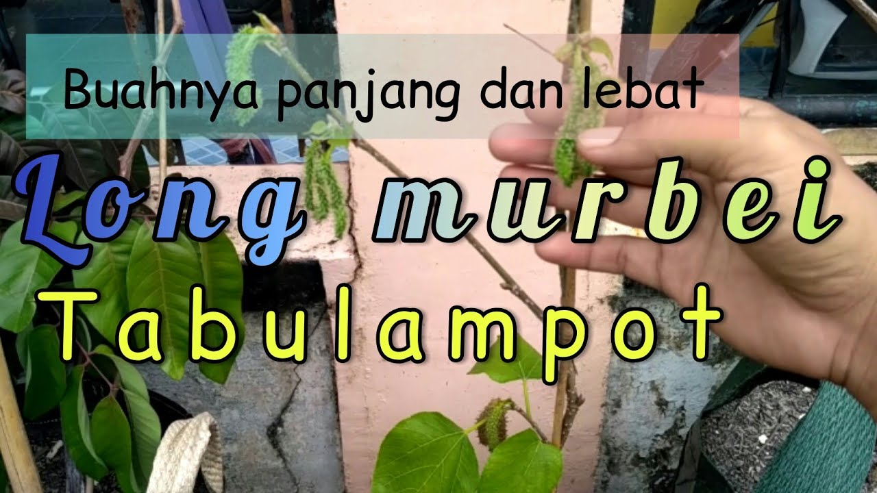 Long murbei dalam pot || long murbei tabulampot - YouTube