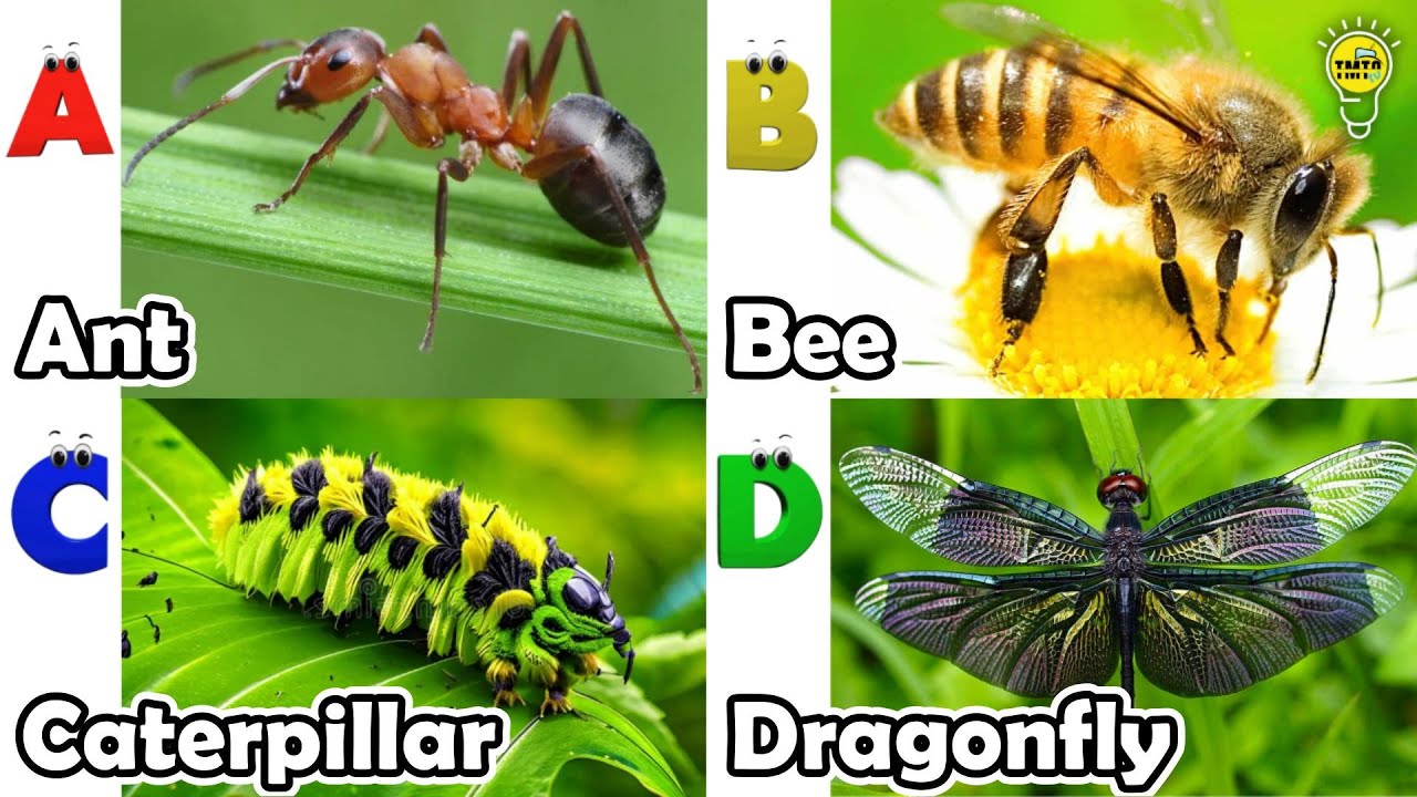 Abc Insect Song | A to Z Insects Song | Insects Alphabet song | Phonics ...