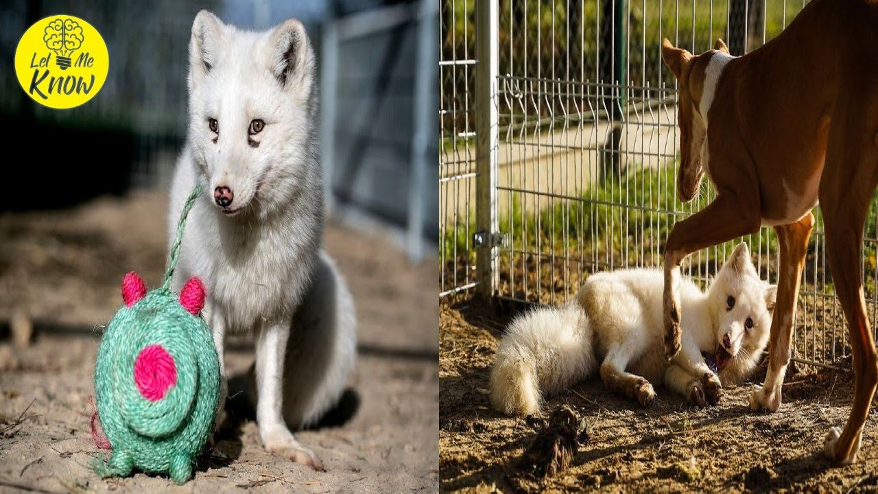 Rescuers Who Save Fox From A ‘Fur Farm’ Soon Discover A More ...