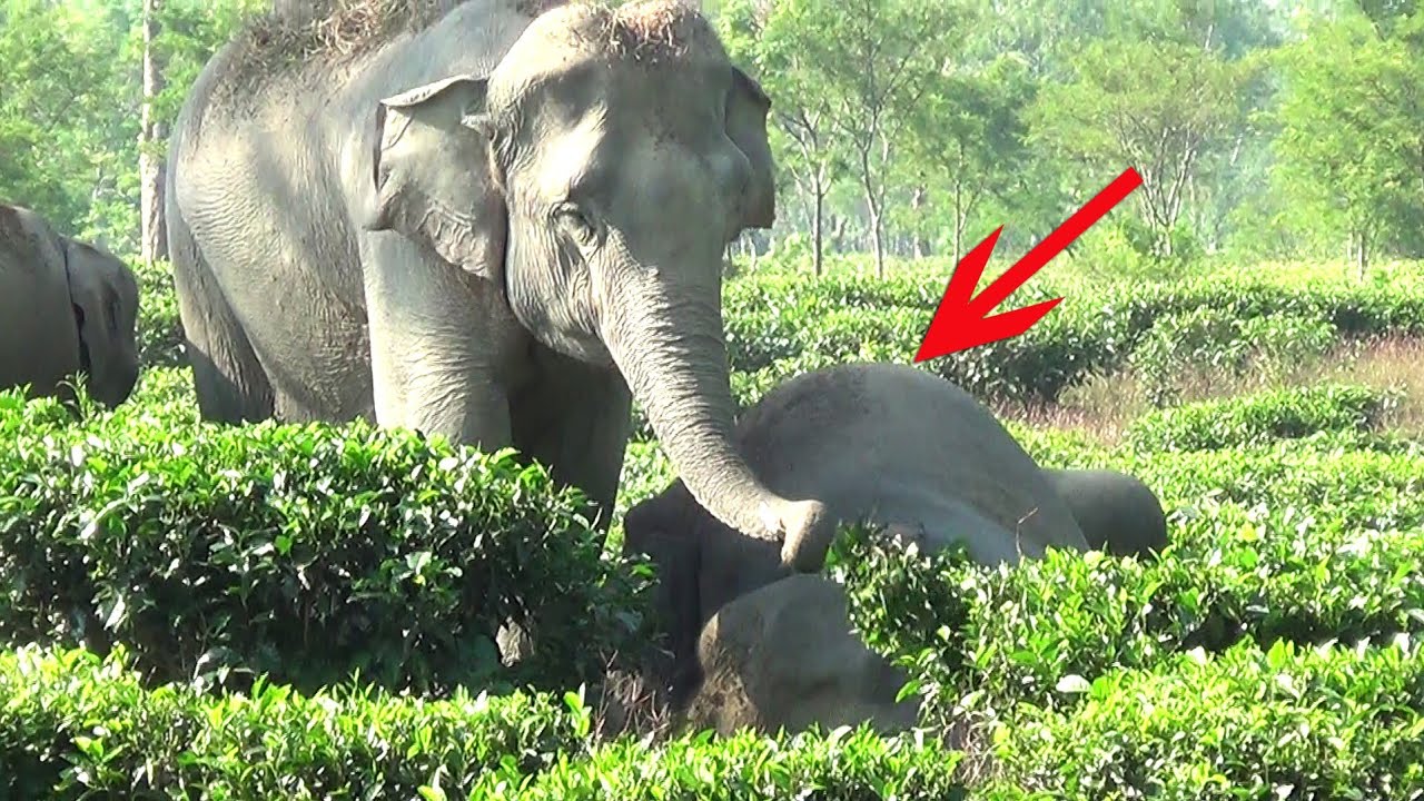 Look at what wild elephants use to chase flies.They have made hand fan ...