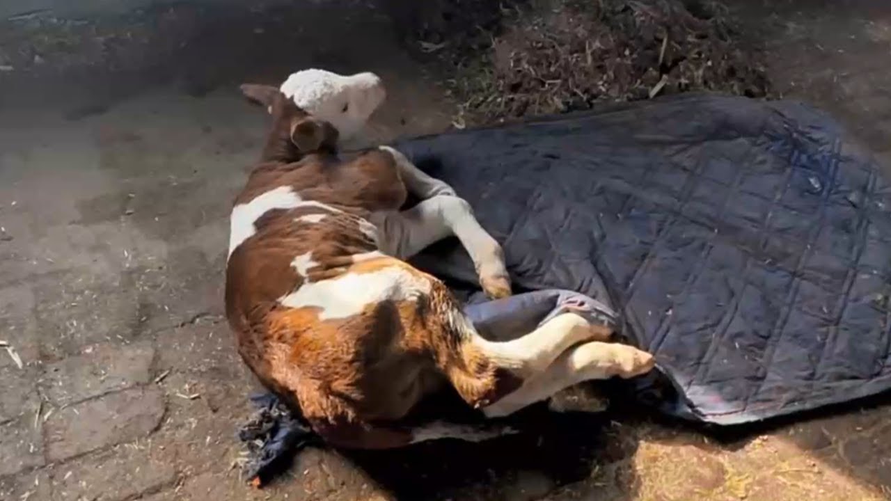 A sick calf unable to stand! Emergency treatment! - YouTube
