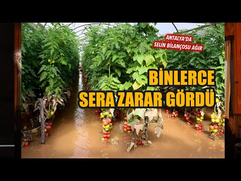 Antalya'da selin bilançosu ağır: Binlerce sera zarar gördü