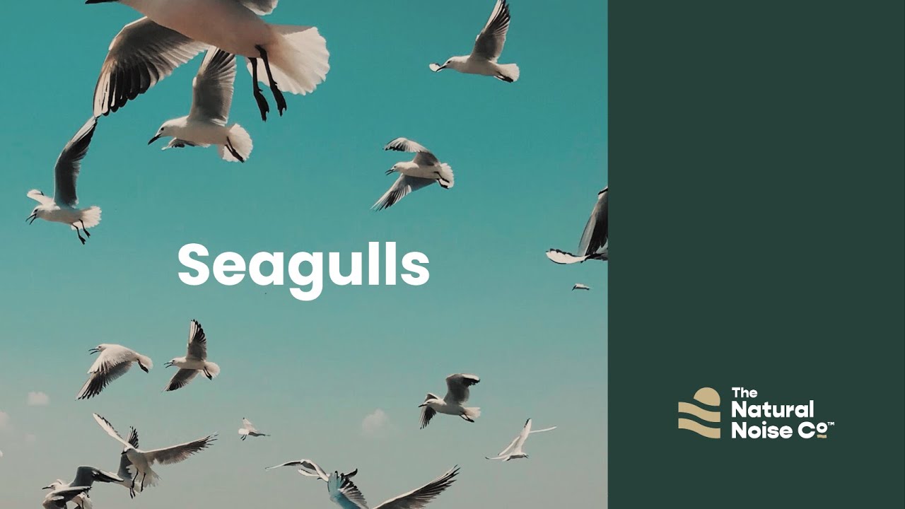 3 Hours of Seagull Audio to relax, sleep, study, meditate, reduce ...