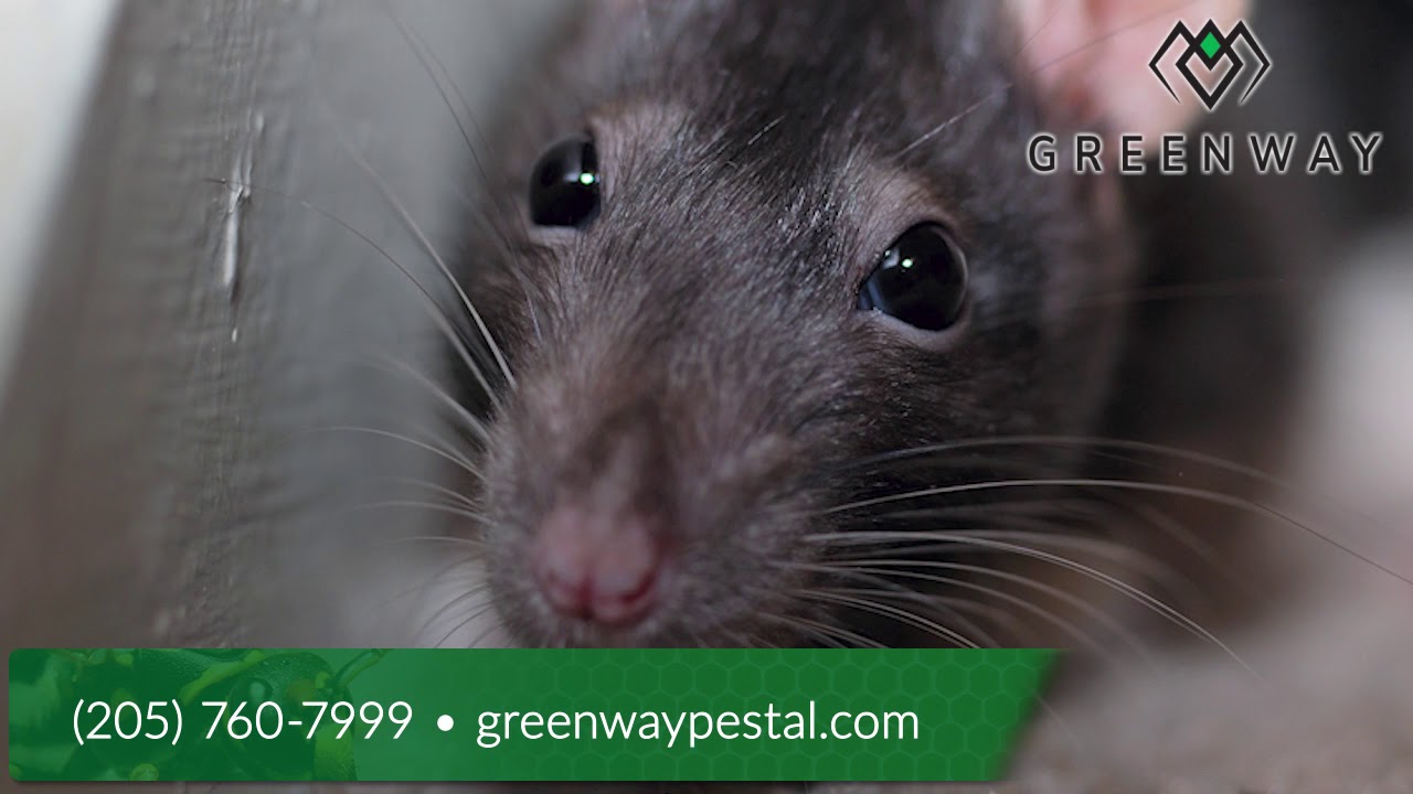 Greenway Pest Solutions | Skilled Trades & Services, Pest Control ...