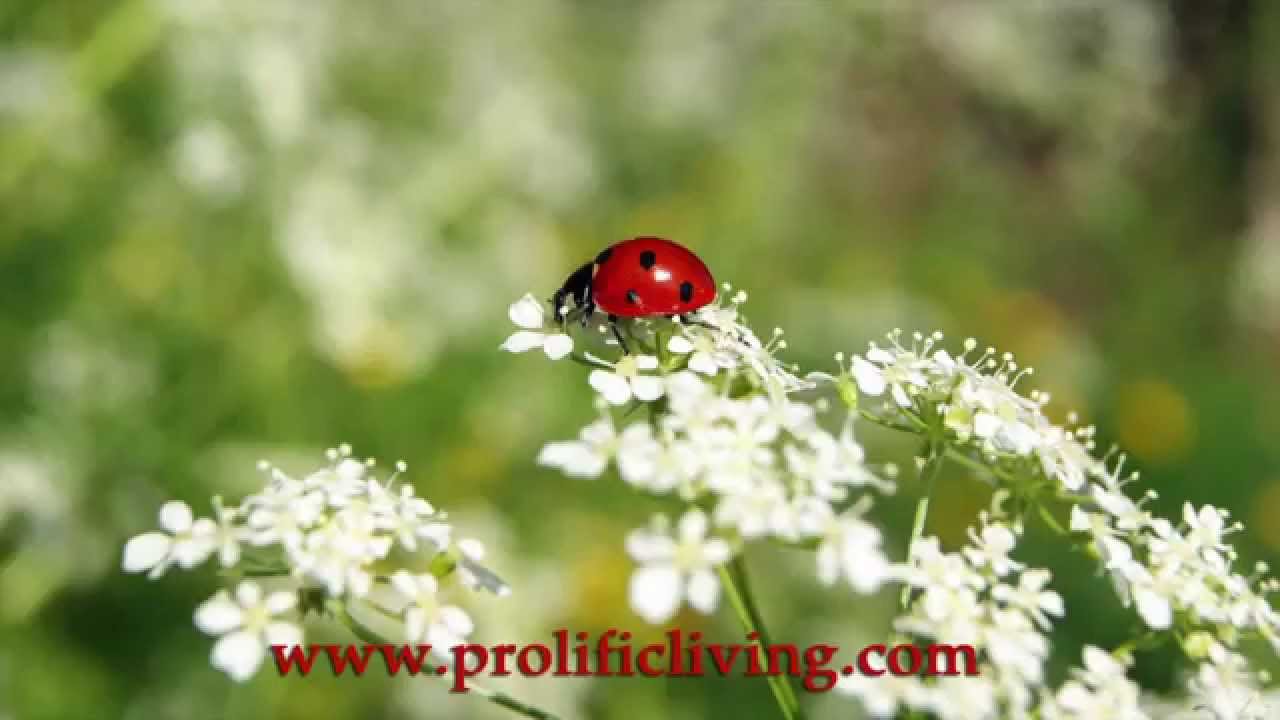 100 Positive Affirmations for Self-Esteem, Confidence, Inner Peace ...