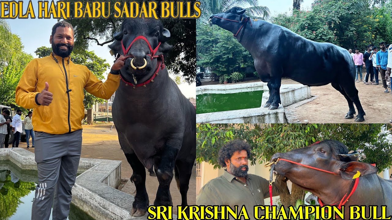 Edla Hari Babu Yadav Sadar Special Attraction Sri Krishna Champion Bull ...