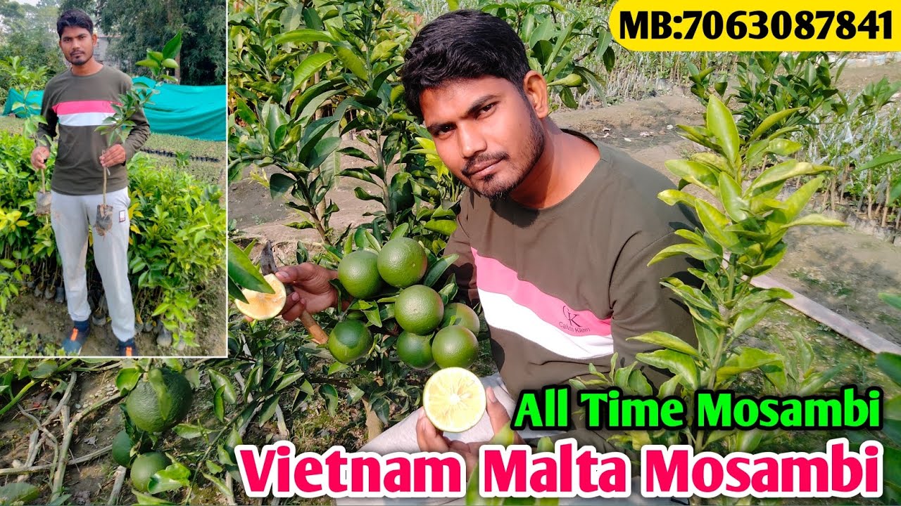 Vietnam Malta Mosambi Farming in india commercial kheti full ...