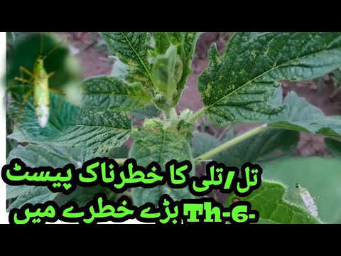 Sesame diseases | Mirid bug very dangerous pest of sesame | تل/تلی کی ...