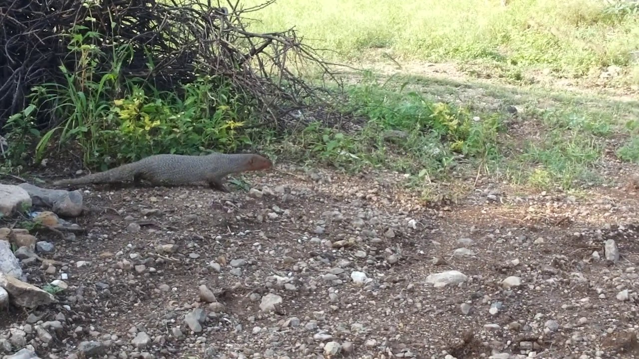 Cobra vs. Mongoose Fight cought in Camera - YouTube