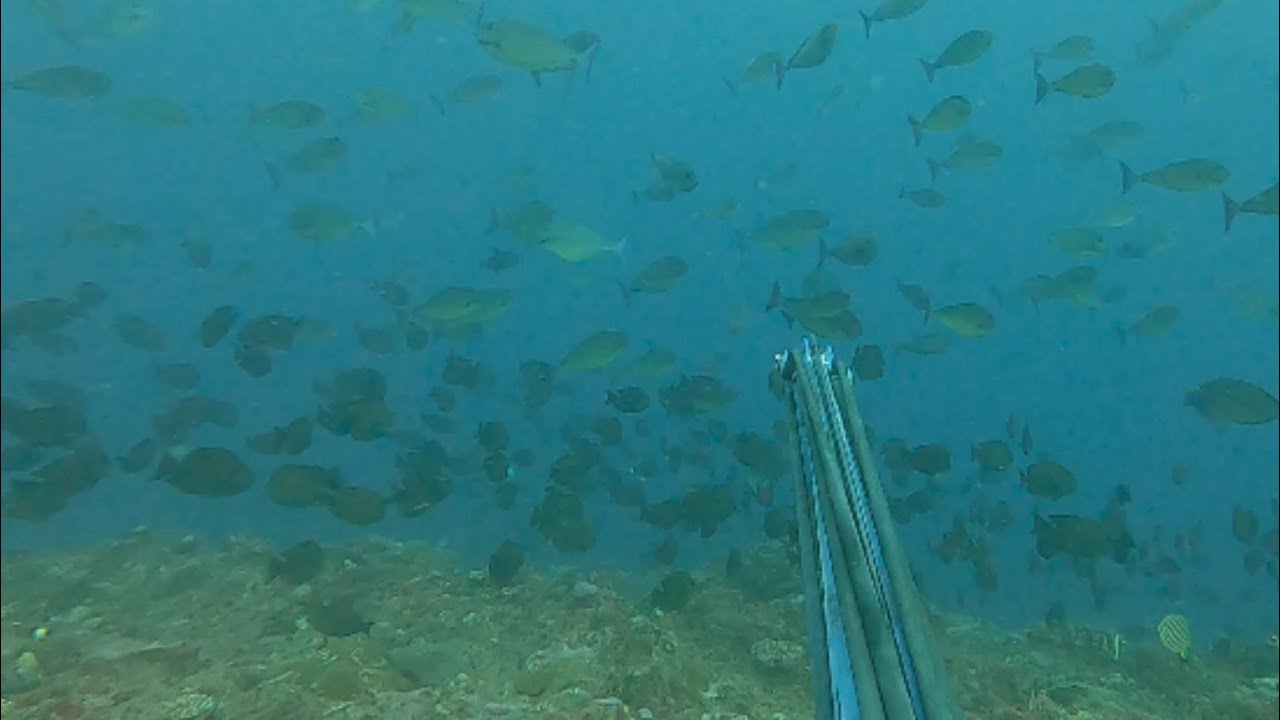 nakakamangha ang bahura na ito sobrang dami ng isda parang nasa ...