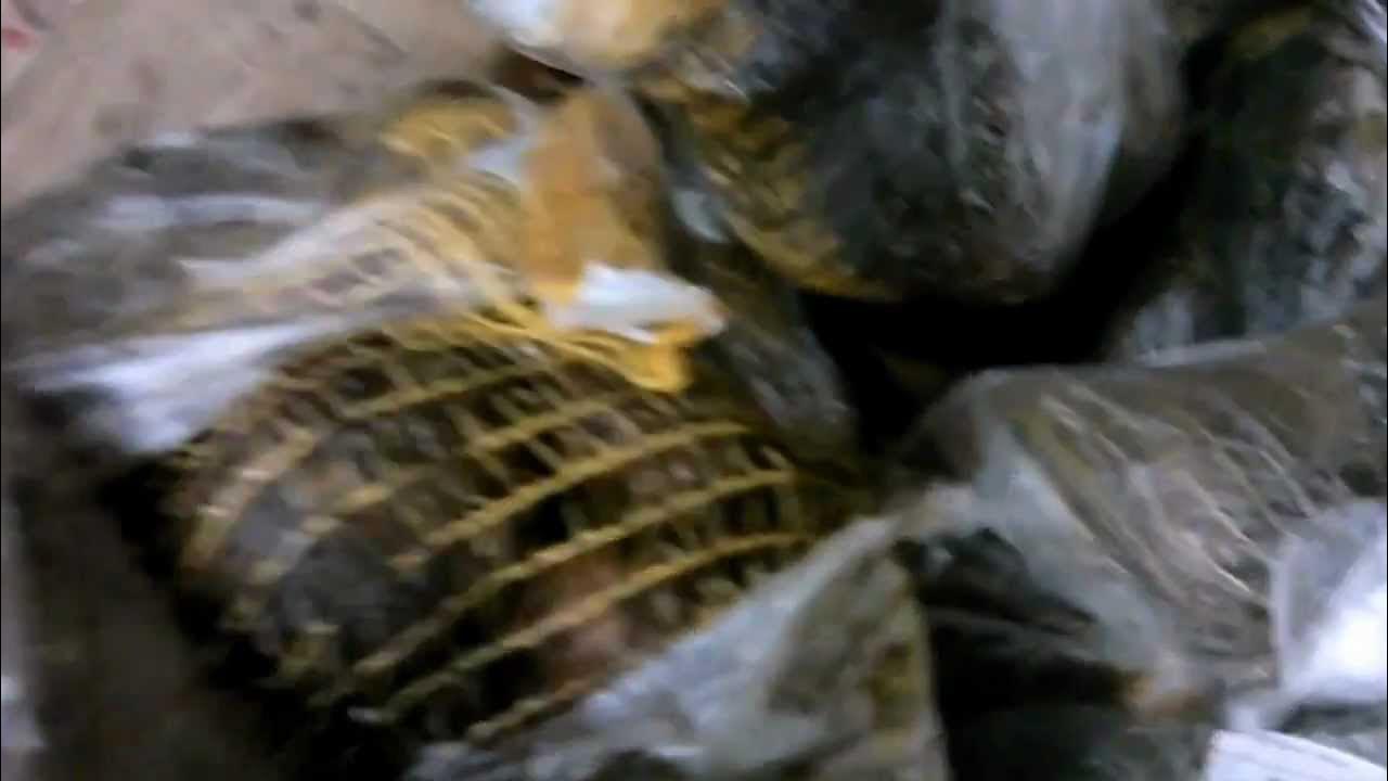 Картофель в Пятерочке - YouTube
