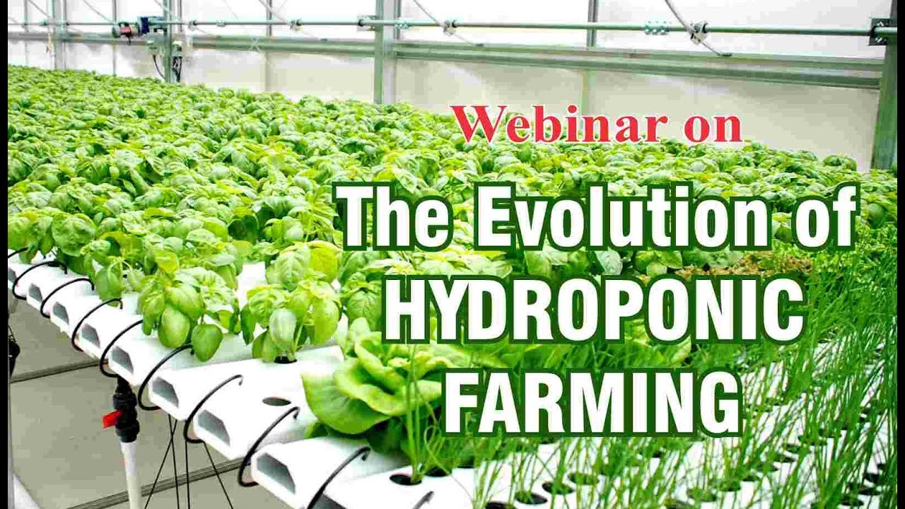 The evolution of Hydroponic Farming - YouTube