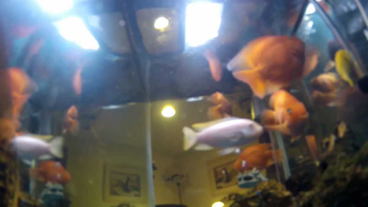 Feeding time Purple Parrot Fish - YouTube