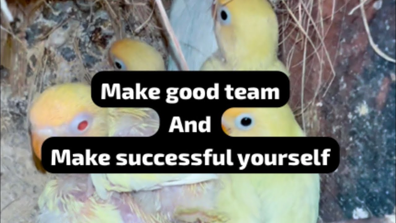 Make good team and make successful yourself 🤲🥰😇 ️ #youtube #birdscare # ...