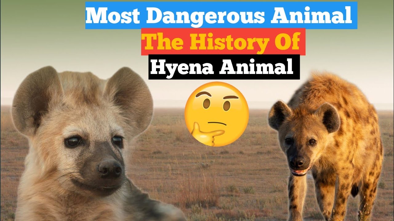 "Chronicles of Cunning: The Evolutionary Odyssey - A History of Hyenas ...