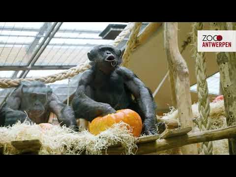 Herfstkriebels bij ZOO Antwerpen. De dieren genieten van de pompoentijd! - YouTube
