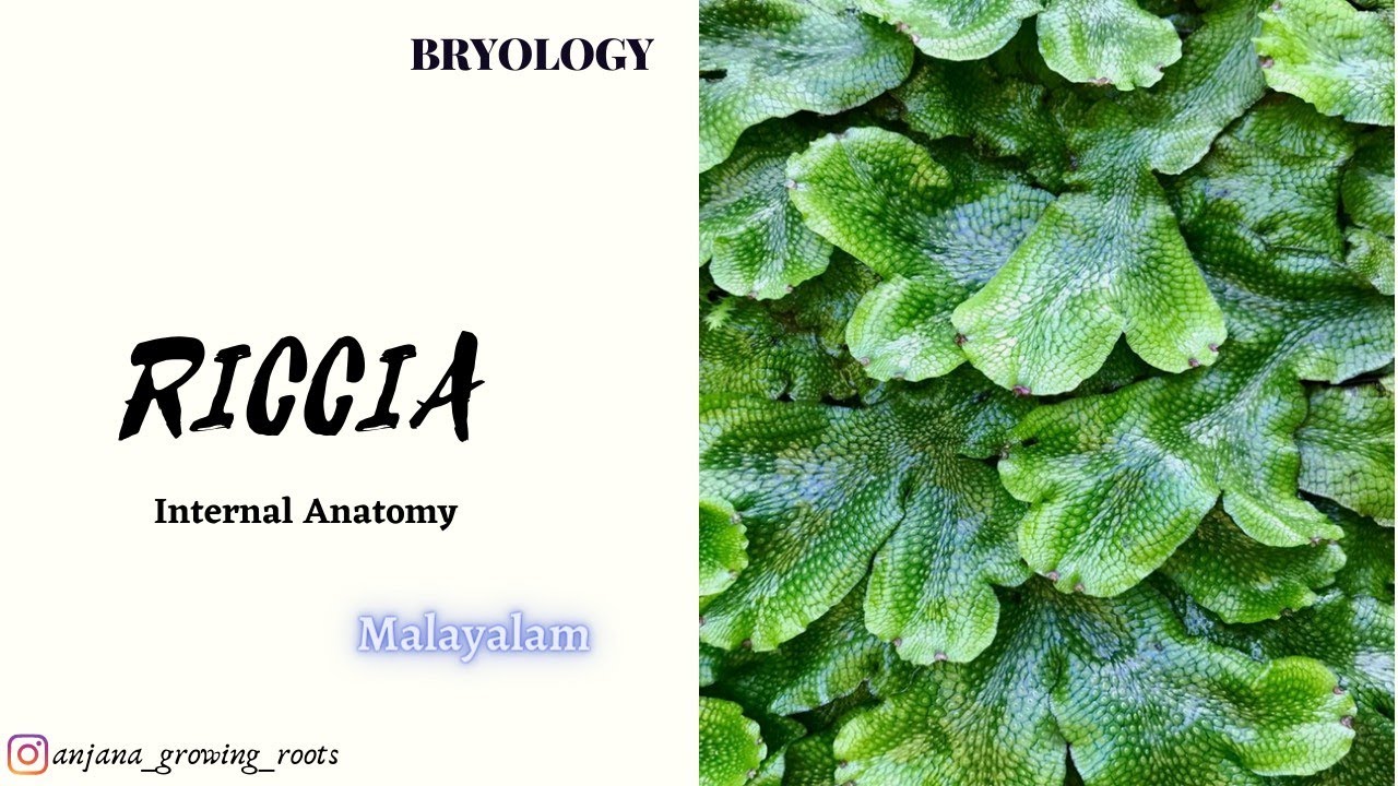 RICCIA Internal Anatomy - Malayalam | Bryophyte Riccia | - YouTube
