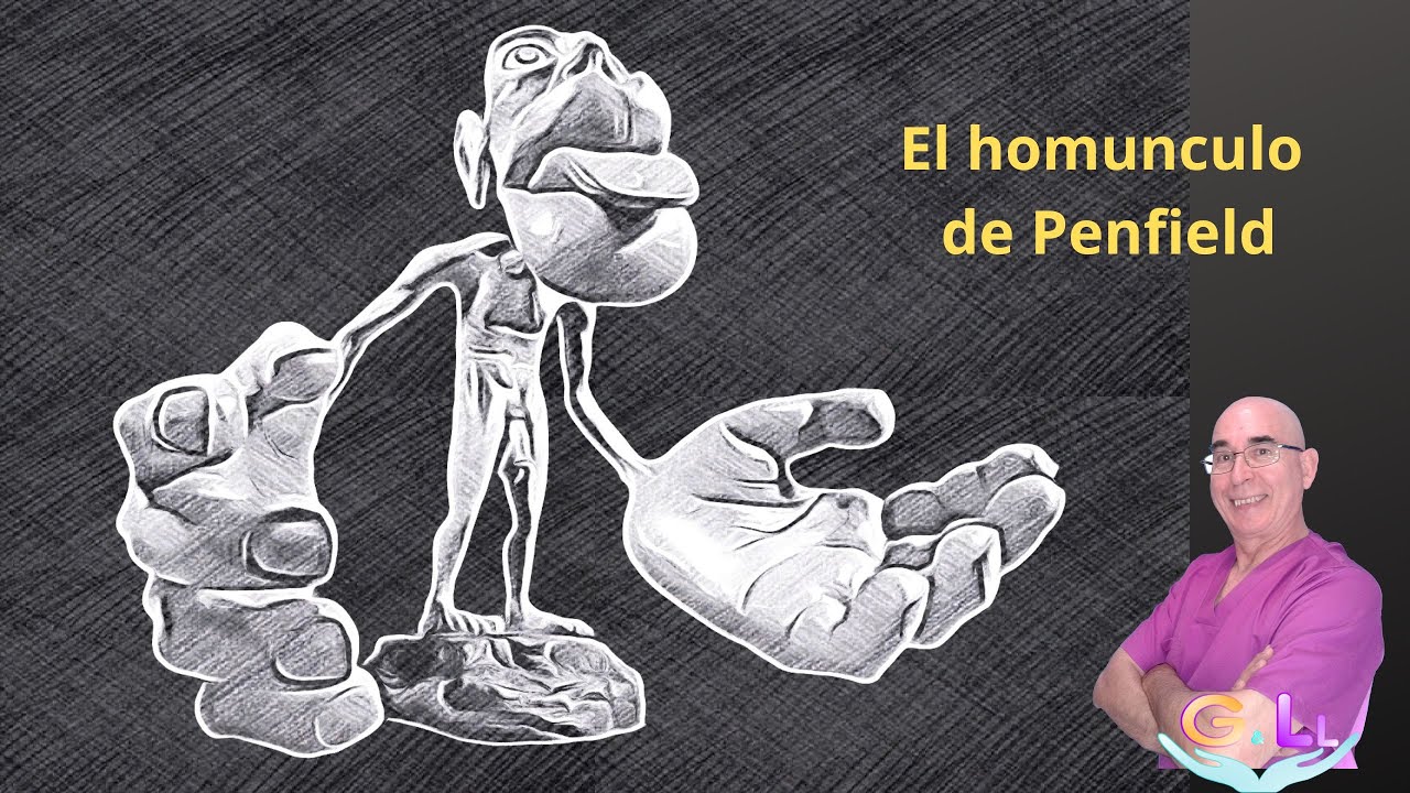 El homunculo de Penfield - YouTube