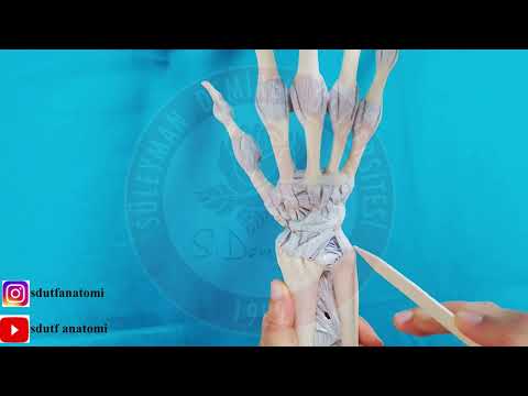 Articulatio Radiocarpalis (El Bileği Eklemi)