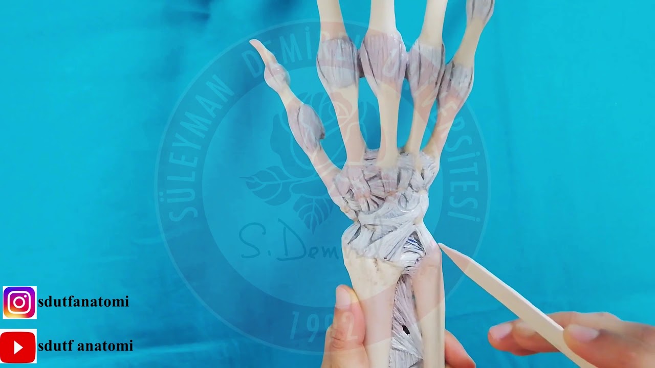 Articulatio Radiocarpalis (El Bileği Eklemi) - YouTube
