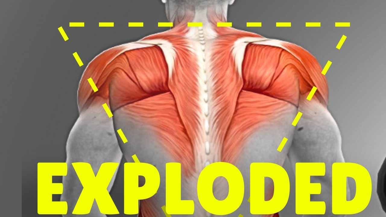 5 Exercises to Get a Wider Back: The Best Back Workout - YouTube