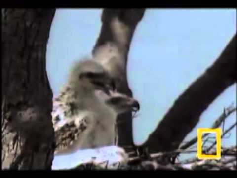 syrian eagle - YouTube