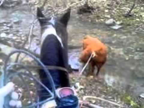 Catching Wild Cattle In Tennessee - YouTube