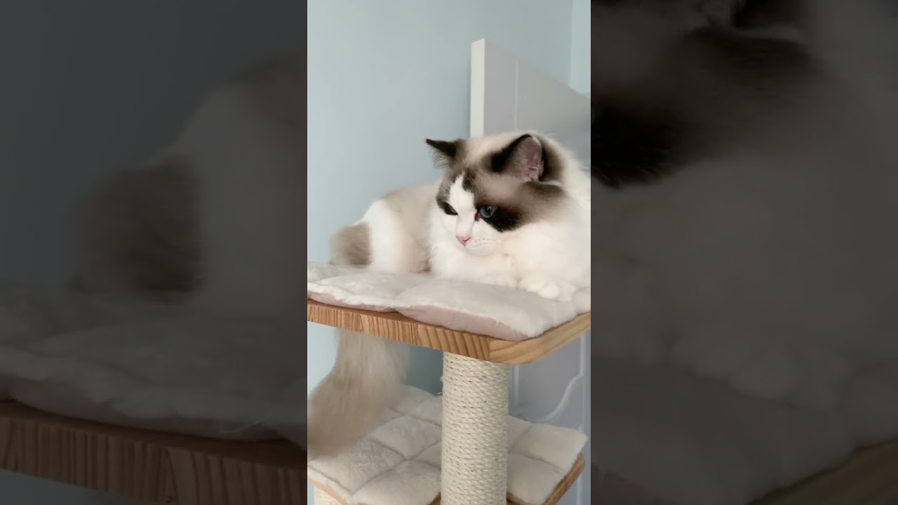 Real life cats I Lovely Cat Cute Cute I Funny Cats Videos #short #225 ...