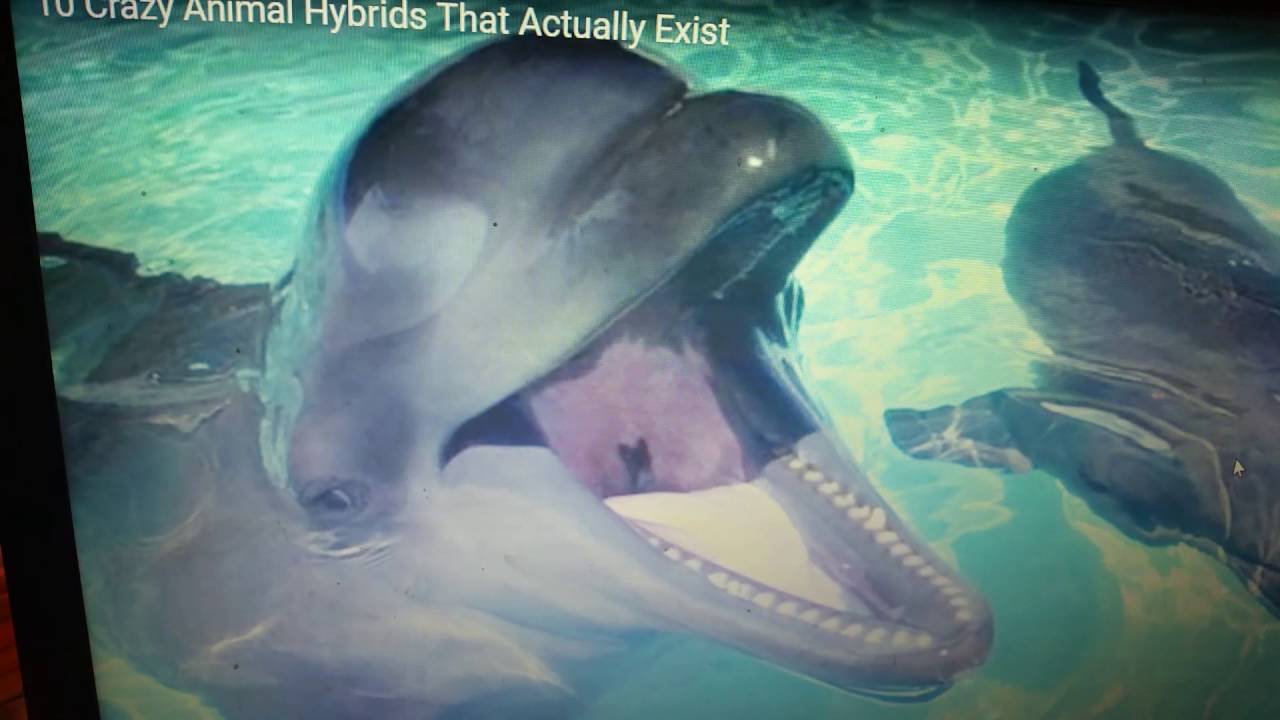 When dolphins yawn - YouTube