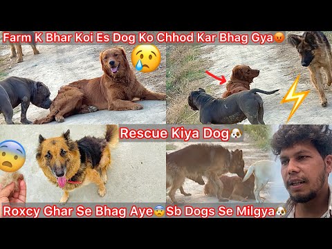Farm K Bhar Koi Es Dog Ko Chhod Kar Bhag Gya😡Rescue Kiya Dog🐶New Dog Ko Apne Dogs Se Milvya