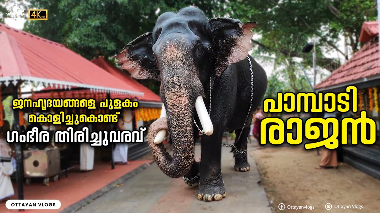 പാമ്പാടി രാജന്റെ ഗംഭീര തിരിച്ചുവരവ് I Pampadi Rajan Elephant #aana # ...
