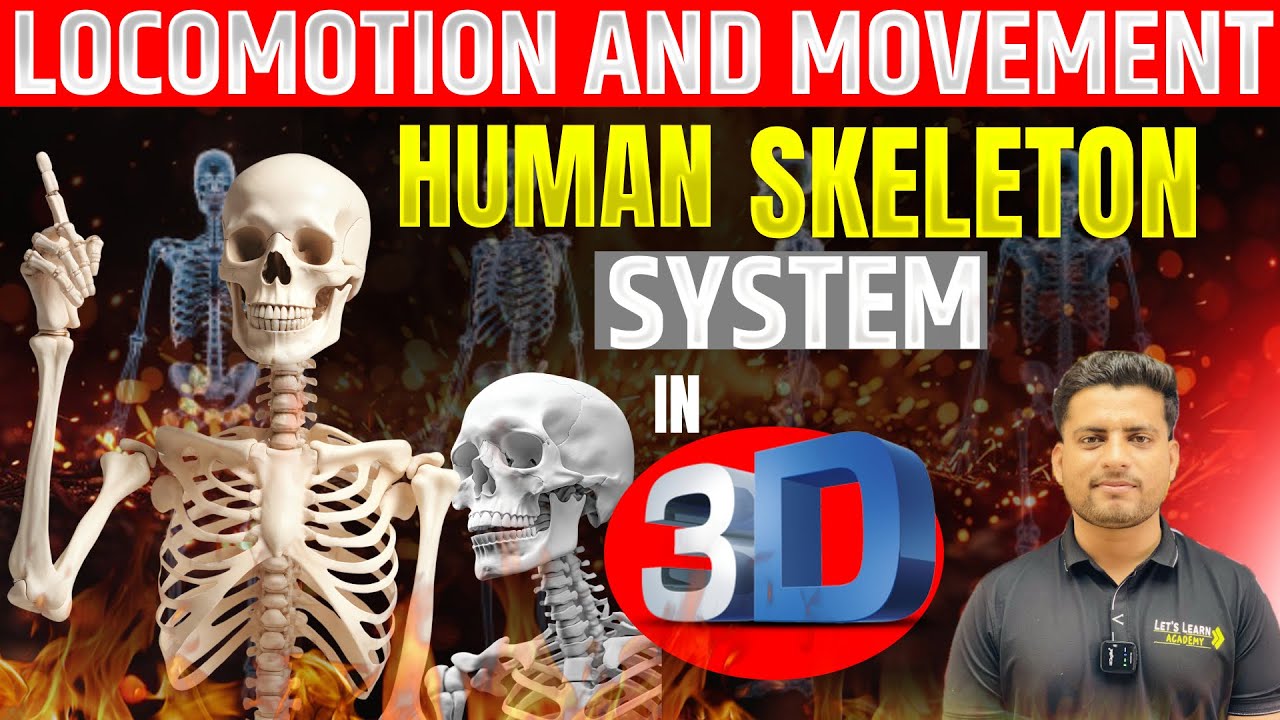Human Skeleton 3D : Anatomy and Physiology animation - YouTube