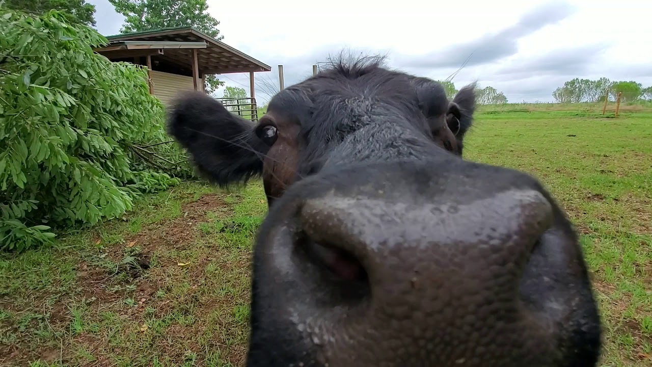 Animal Pens & Paddocks - Backyard Animal Enclosure Builds - DIY Farm ...