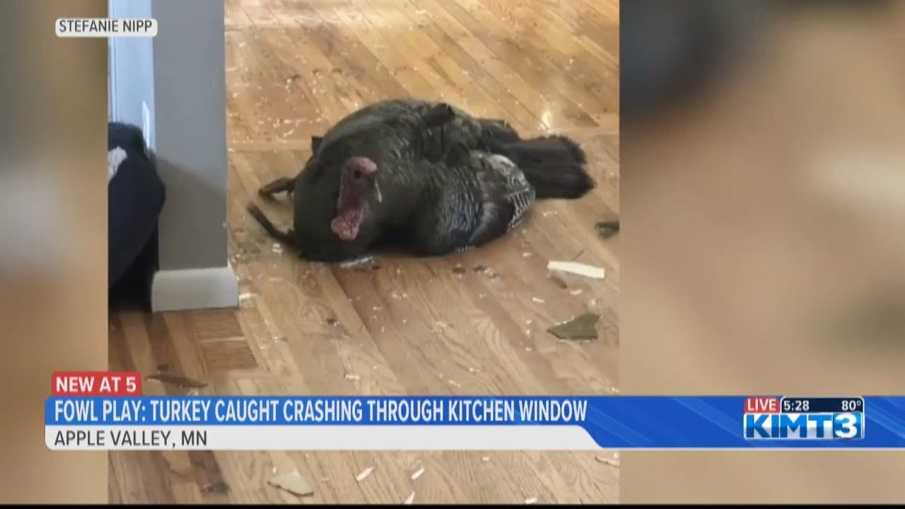 Turkey crashes through kitchen window in Apple Valley - YouTube